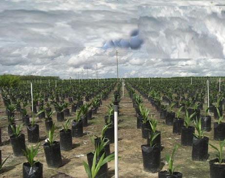 Services – PT Rosiana Putra Persada