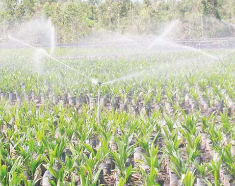 Services – PT Rosiana Putra Persada